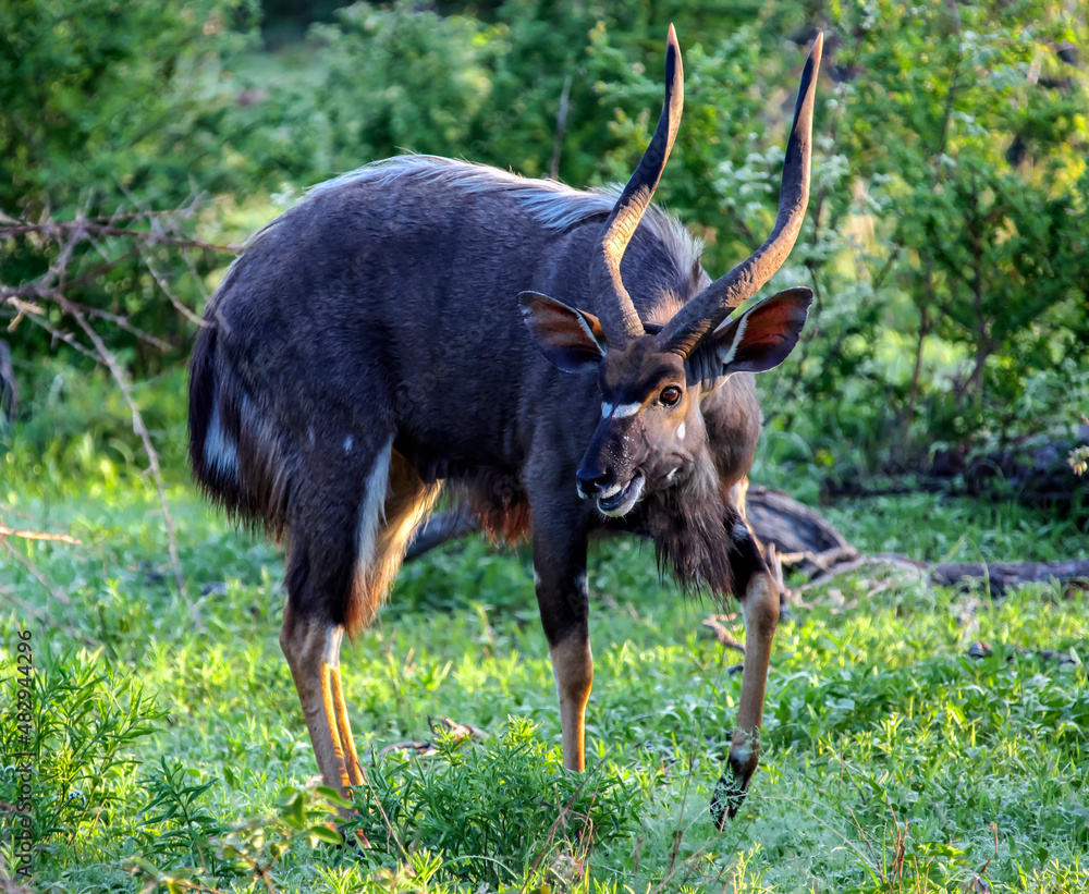 Nyala bull with big horns grazing in the bush by the water. Stock Photo ...