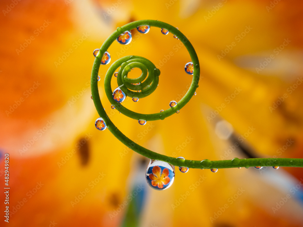 Macro Photography Water Drop Refractions