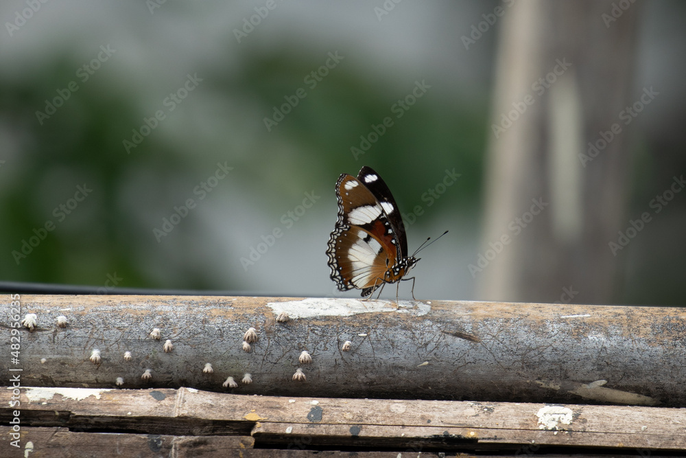 The Tiger Butterfly So Beautiful. Once Can Learn So Much From Nature ...