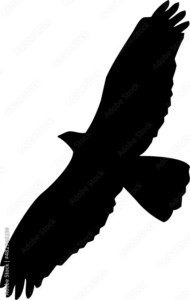 Oiseau rapace en vol, silhouette en vecteur sur fond transparent Stock ...