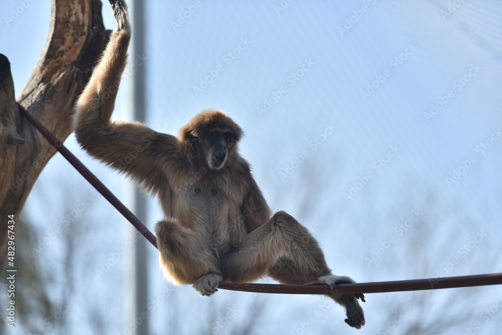 Primates Stock Photo | Adobe Stock