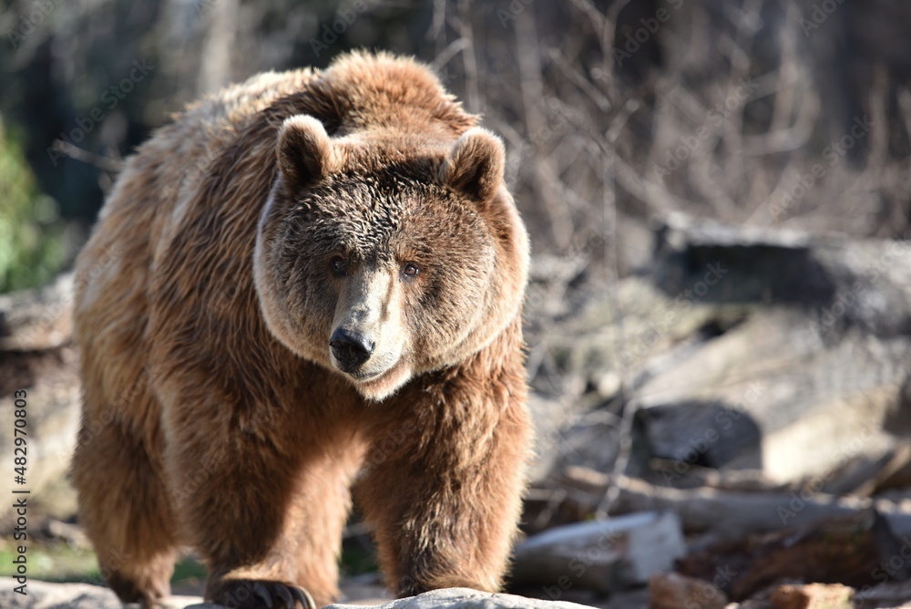 Oso Pardo Stock Photo | Adobe Stock