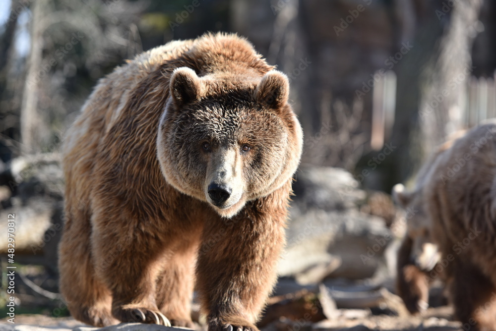 Oso Pardo Stock Photo | Adobe Stock