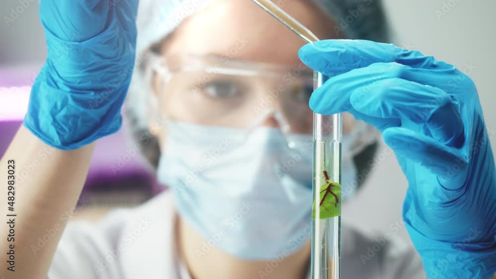 Video Stock Medical scientist inspecting microgreens, wearing ...