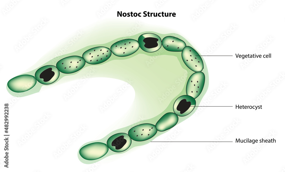 Nostoc Diagram