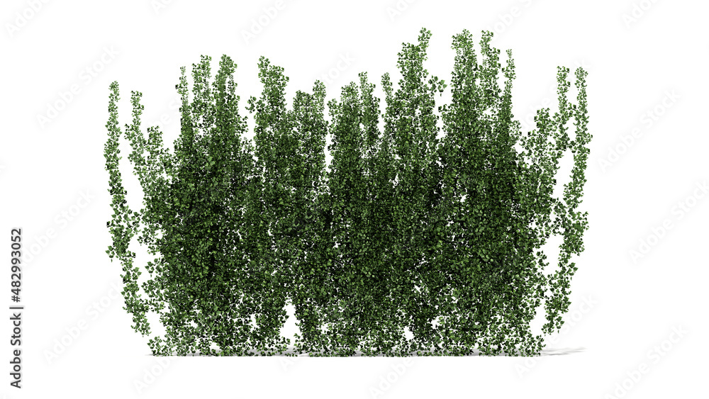 green grass wall isolated on whitebackground Stock Illustration | Adobe ...