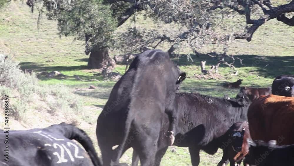 Bull mating with mother cow as she runs away in slow motion Stock Video ...