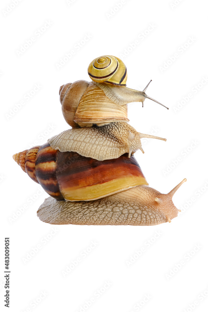 Achatina fulica, giant snail on a white background. different types of ...