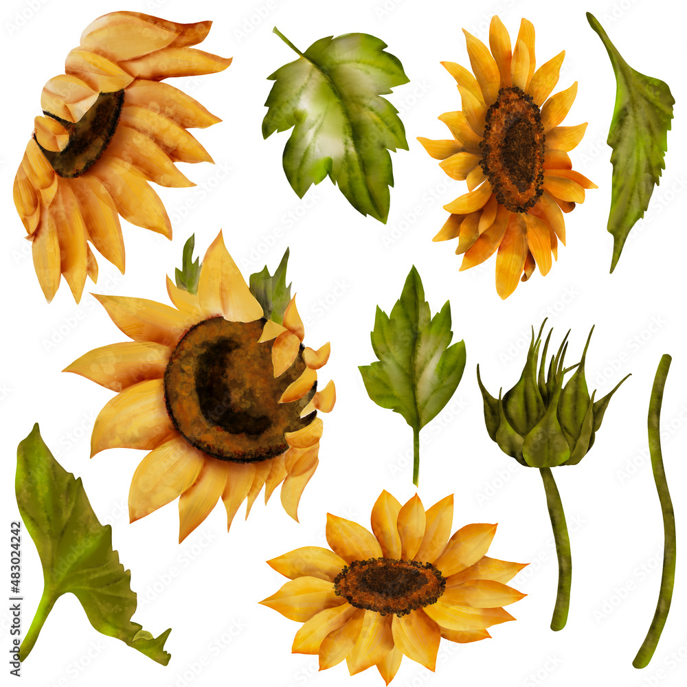 Sunflowers. Sunflowers buds. Big set, autumn colors, sunflowers ...