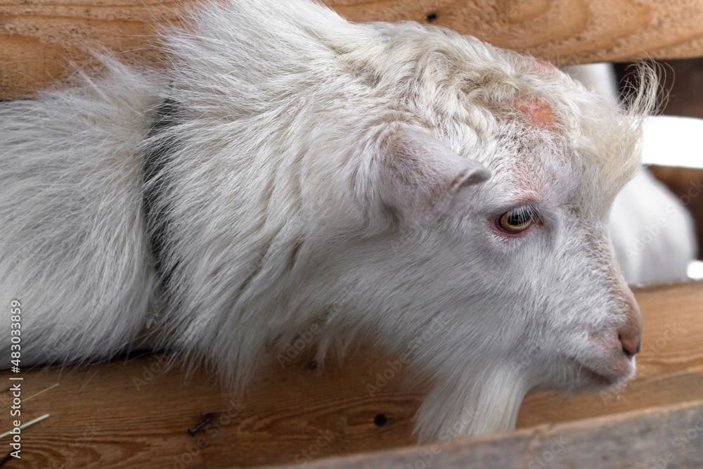 The head of a white goat of the Zaanen breed looks out from behind the ...
