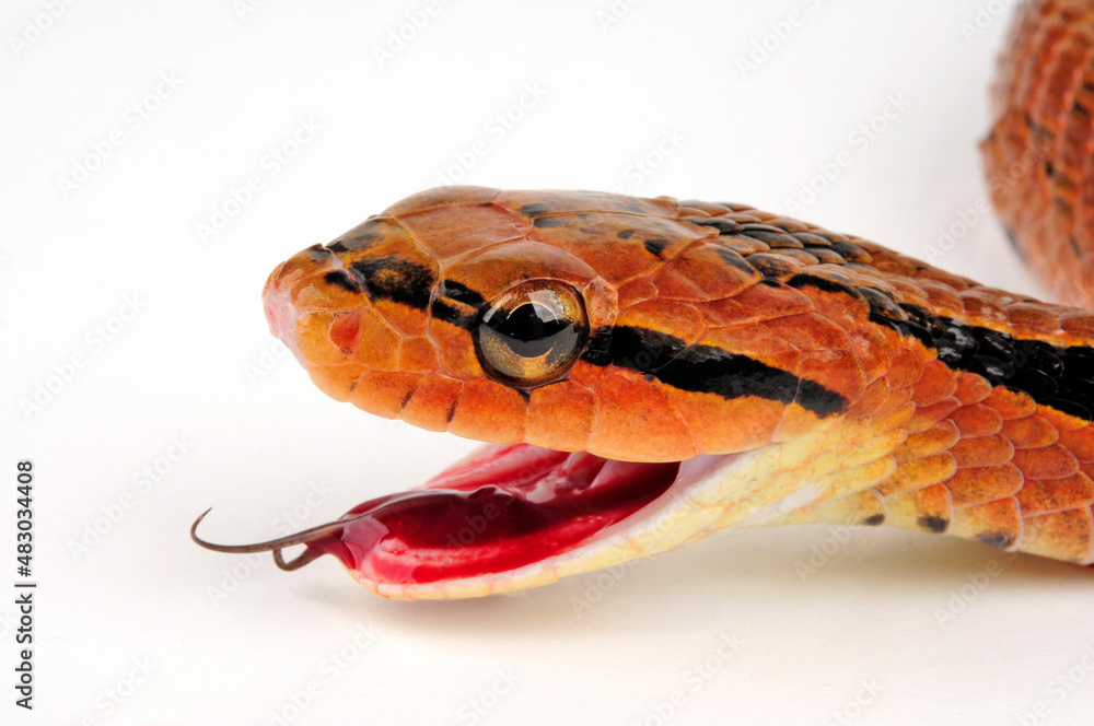 Bamboo Snake, Bamboo False Cobra // Bambusnatter (Pseudoxenodon ...