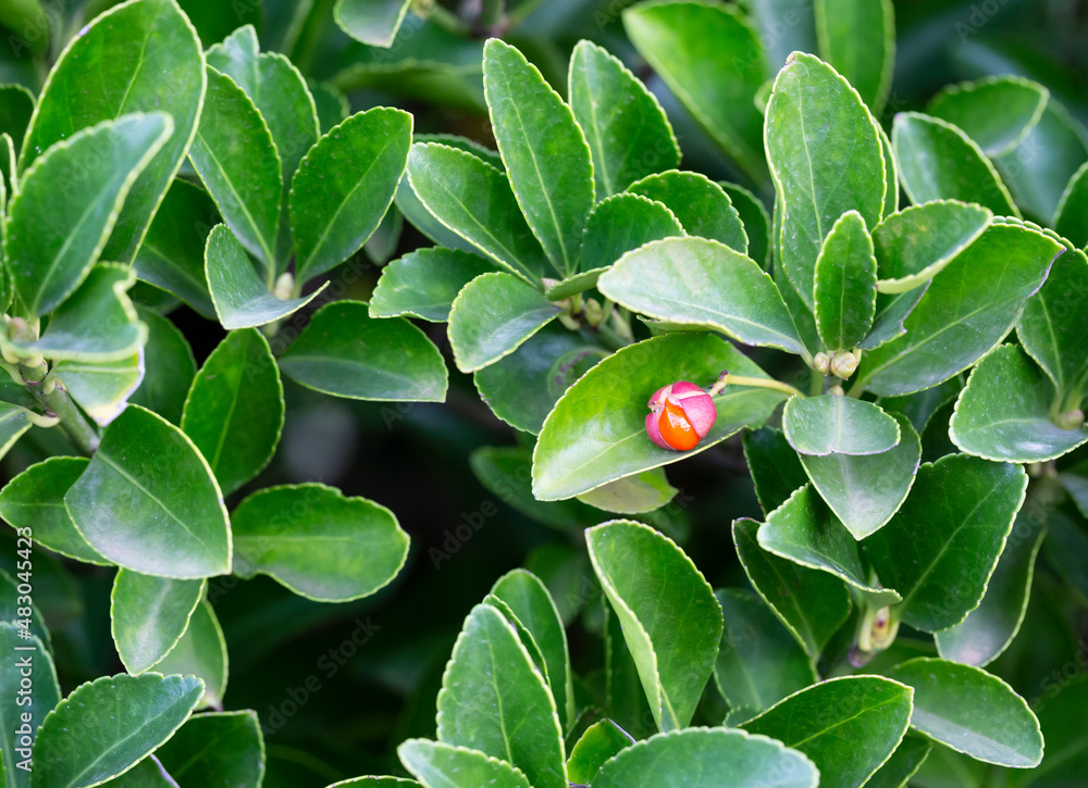 Japanese Spindle Tree Fruits in Winter, natural background of leaves of ...