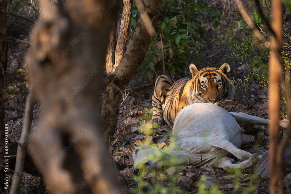 Tiger in the nature habitat. Tiger male walking head on composition ...