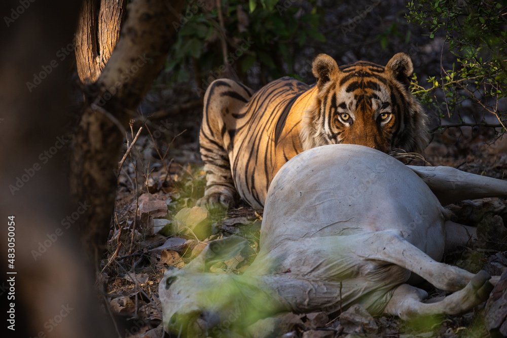 Tiger in the nature habitat. Tiger male walking head on composition ...