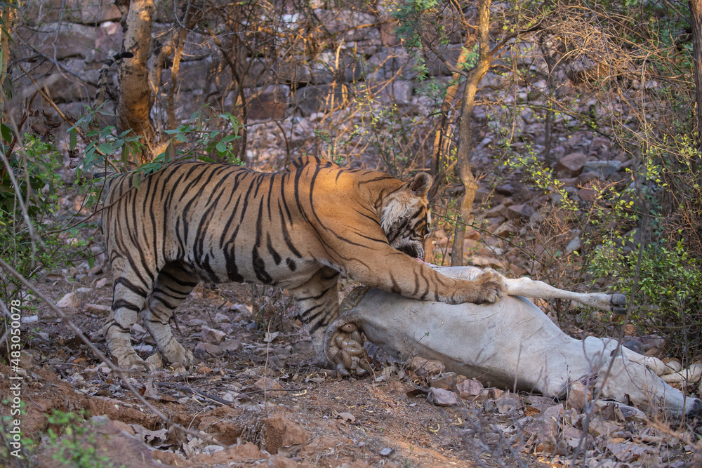Tiger in the nature habitat. Tiger male walking head on composition ...