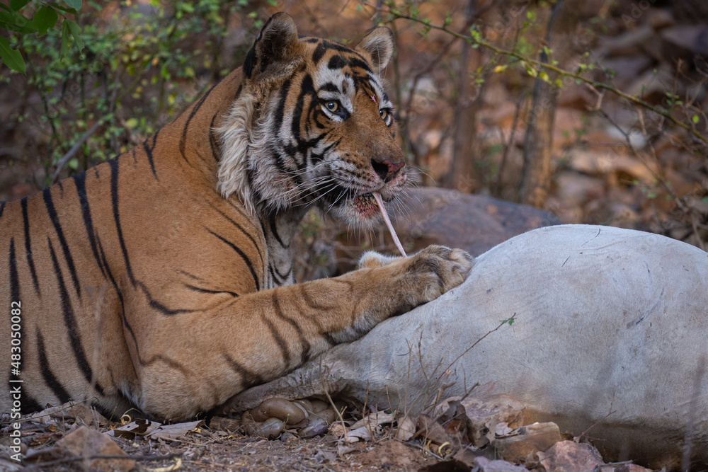 Tiger in the nature habitat. Tiger male walking head on composition ...