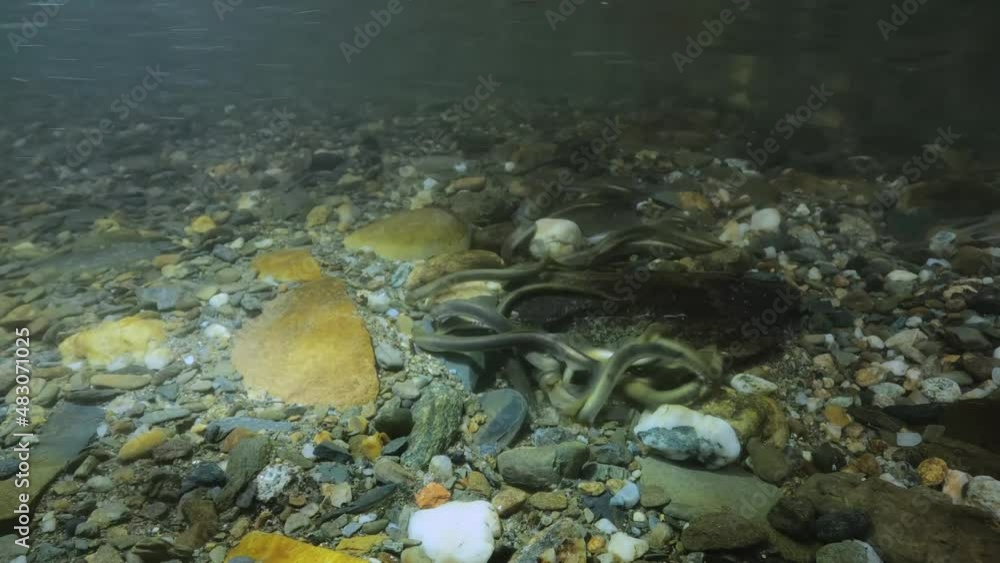 Spawning European brook river lamprey, Underwater footage of Lampetra ...