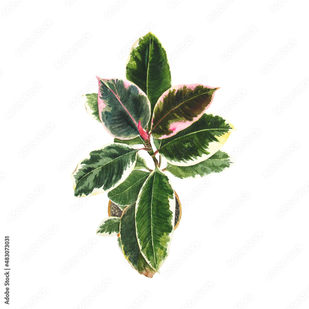 Ficus plant watercolor realistic illustration. Botanical art painting ...