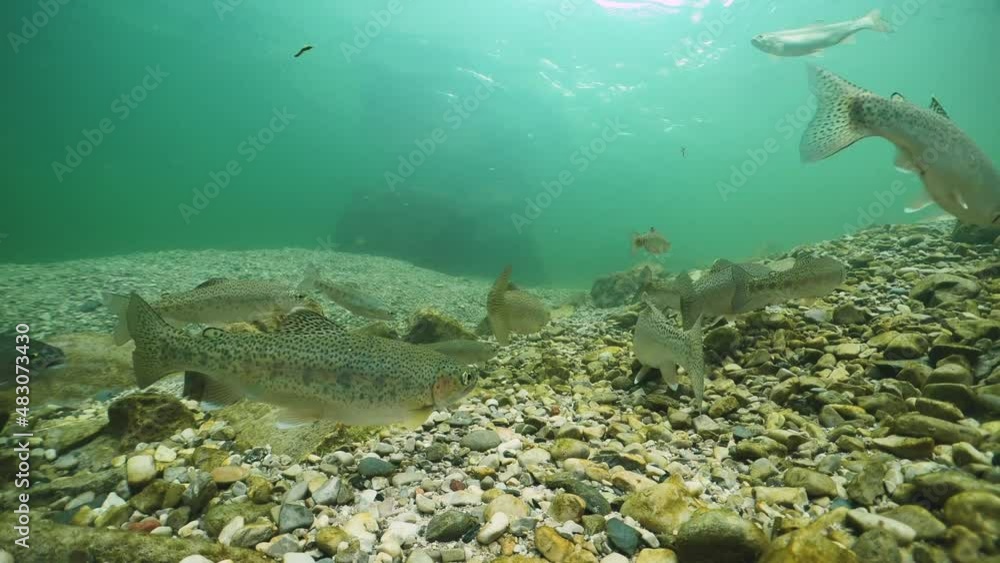Rainbow trout swimming underwater, Oncorhynchus mykiss. Big group of ...