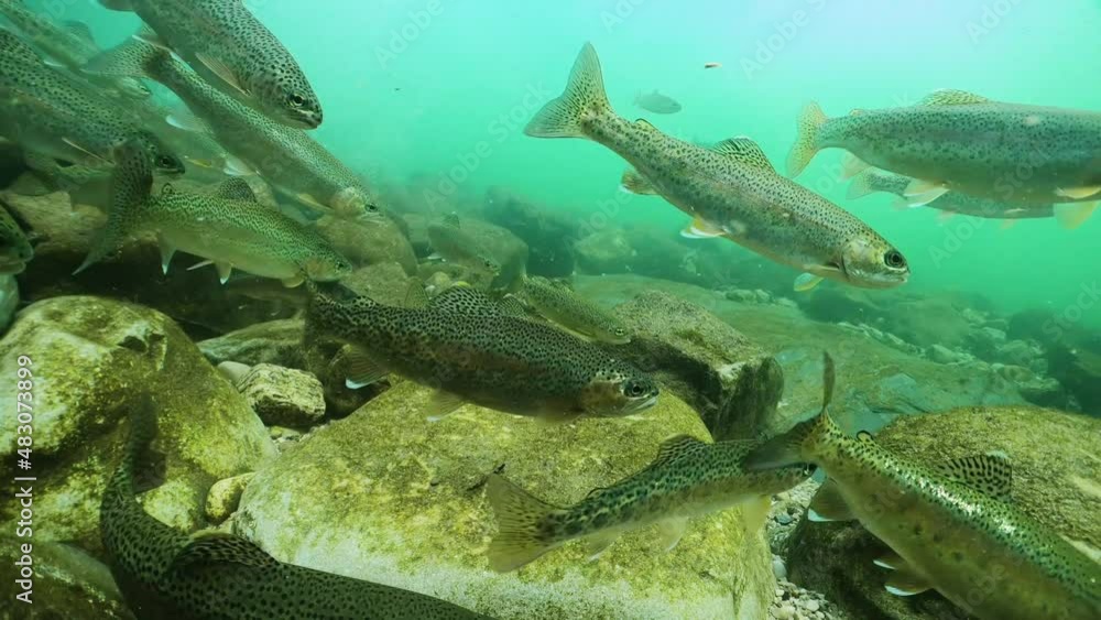 Rainbow trout swimming underwater, Oncorhynchus mykiss. Big group of ...
