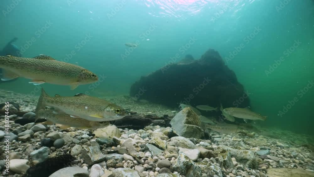 Underwater footage of swimming Rainbow trout. Freediver watching ...