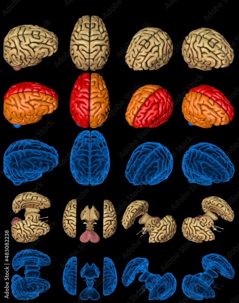 Set of isolated brain renders - whole and split with x-ray examination ...