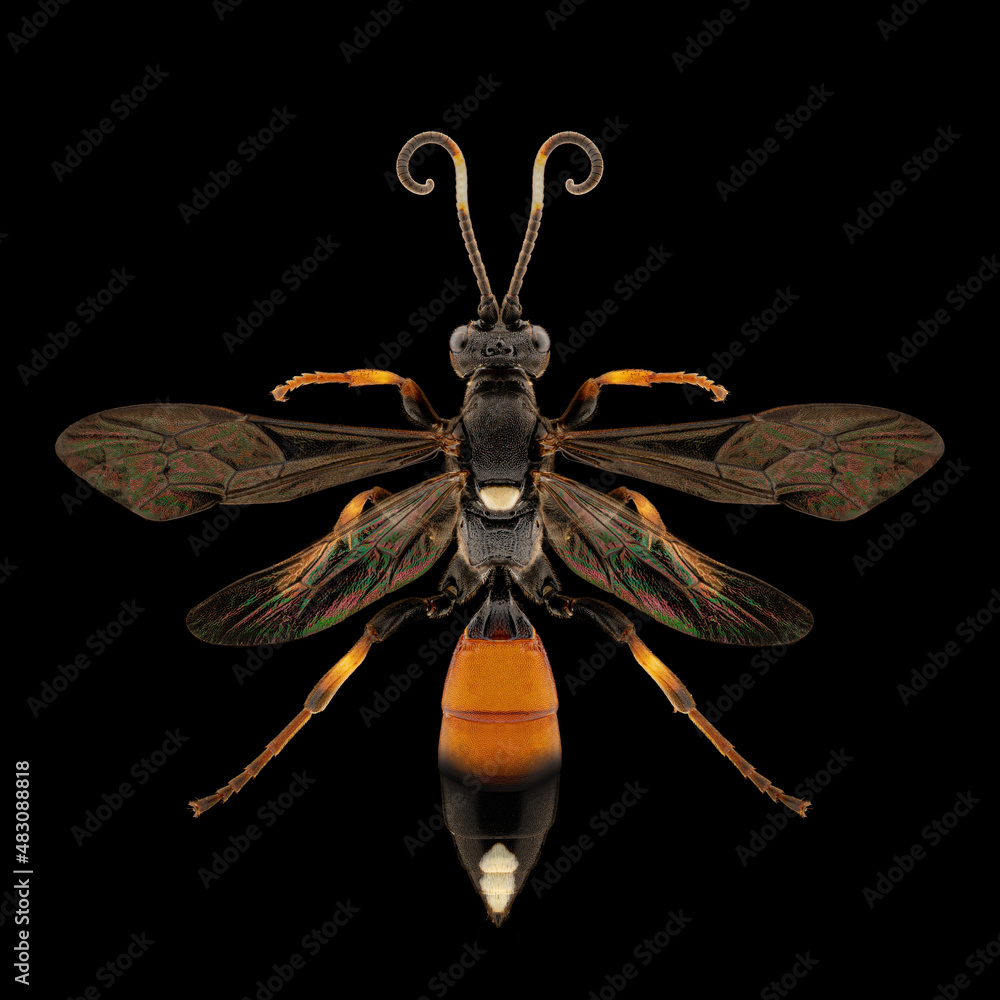 Black and orange wasp biological specimen with spreaded wings, legs and ...