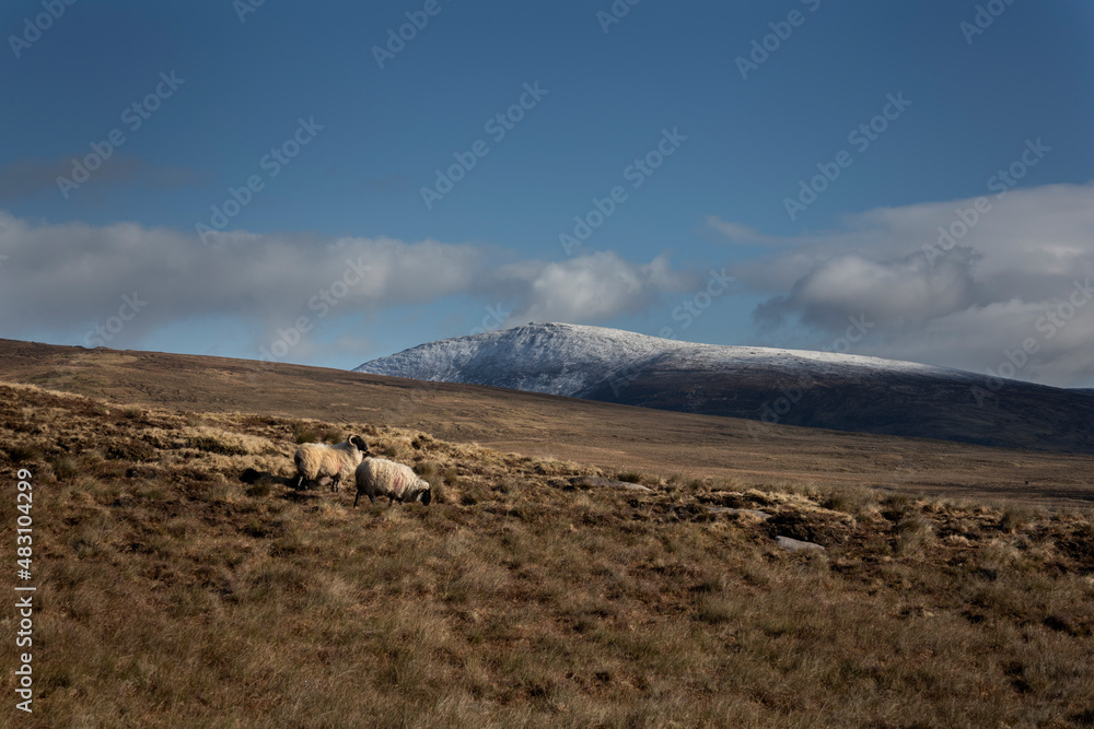 Bogland at the edge of Wild Nephin National Park in Ireland. Snow on ...