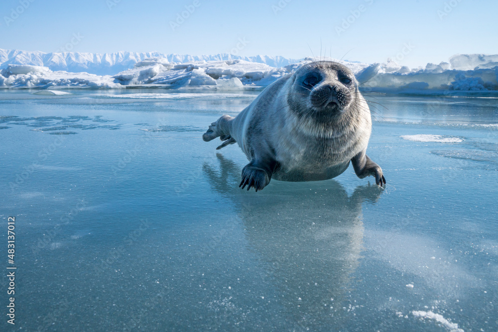 Baikal Seal