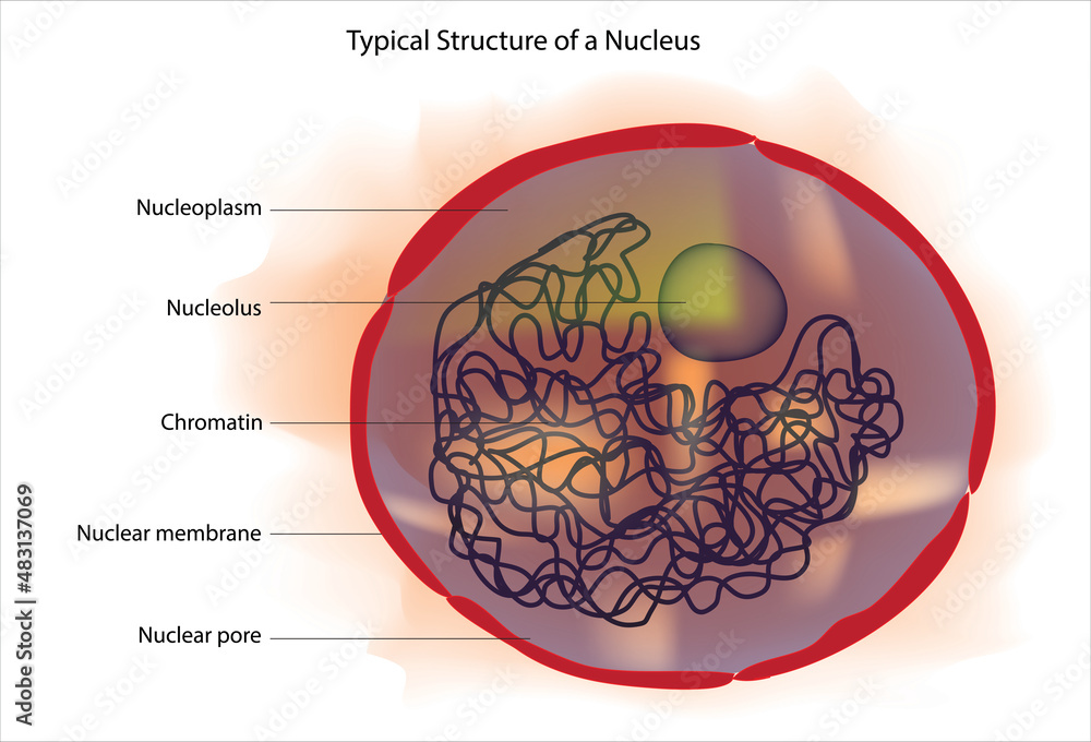 Vetor de nucleus and nucleolus structure do Stock | Adobe Stock