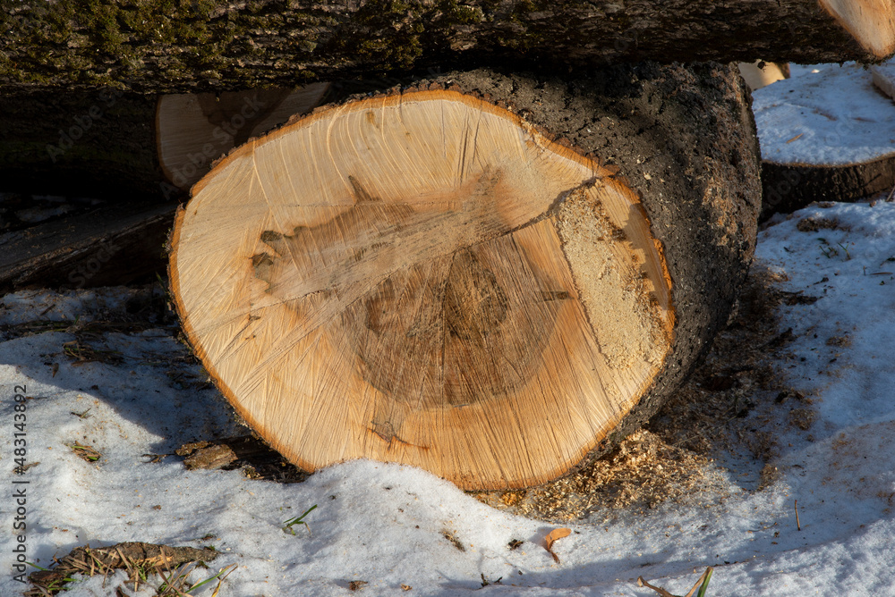 Tree trunk after being cut. Cracked wood texture with clear rings of ...