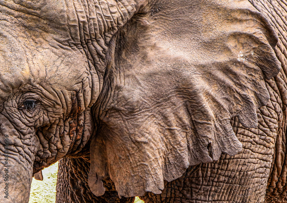 Foto de A close-up of the ear and wrinkled skin texture of an Elephant ...
