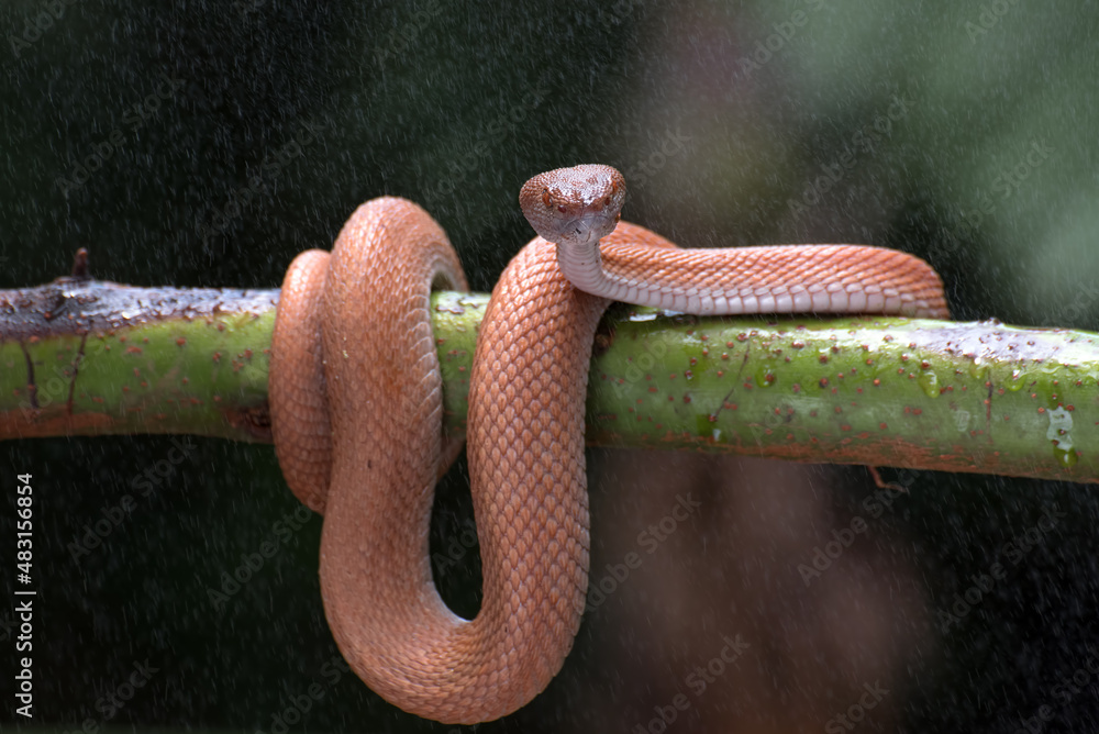 Mangrove pit viper coiled around a tree branch Stock Photo | Adobe Stock