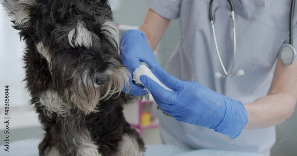 Close up view of the dog getting bandage after injury on his leg at the ...