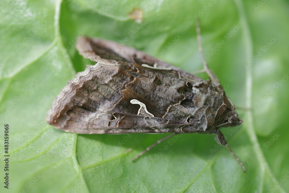 The Silver Y (Autographa gamma) is a migratory moth of the family ...