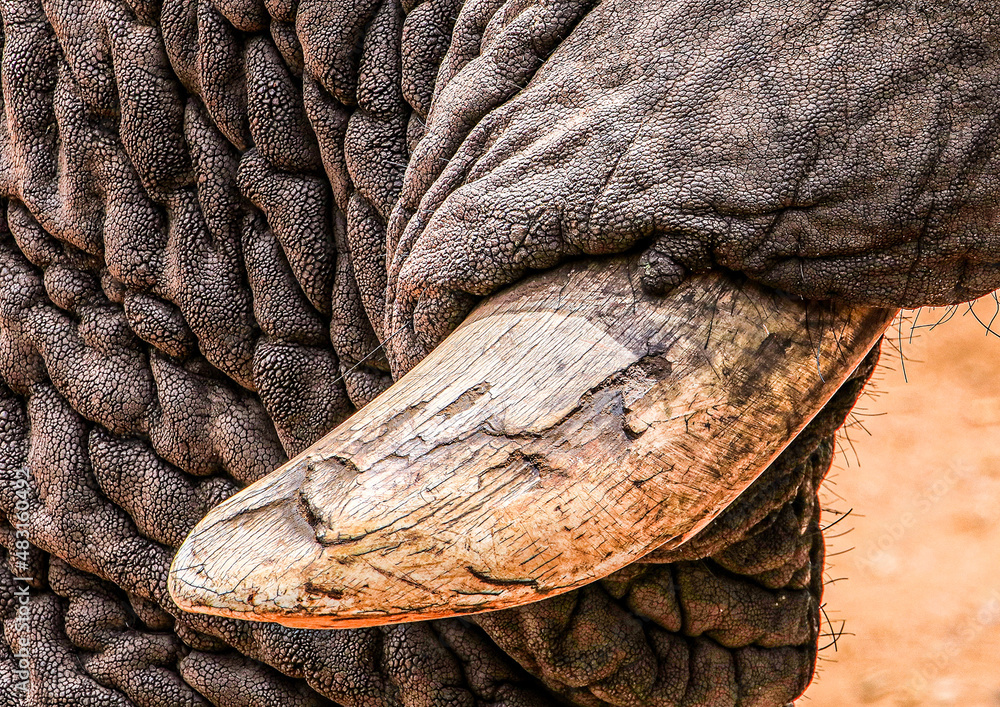 A close-up of the tusk and wrinkled skin texture of an African Elephant ...