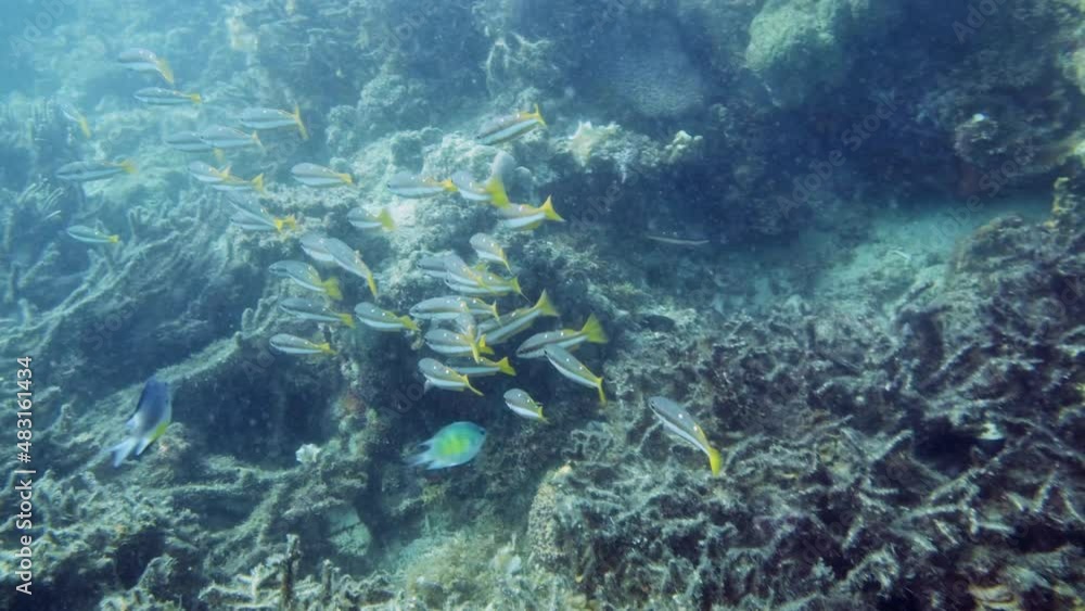 Underwater footage. Raja Ampat. Snapper fish swimming around a coral ...