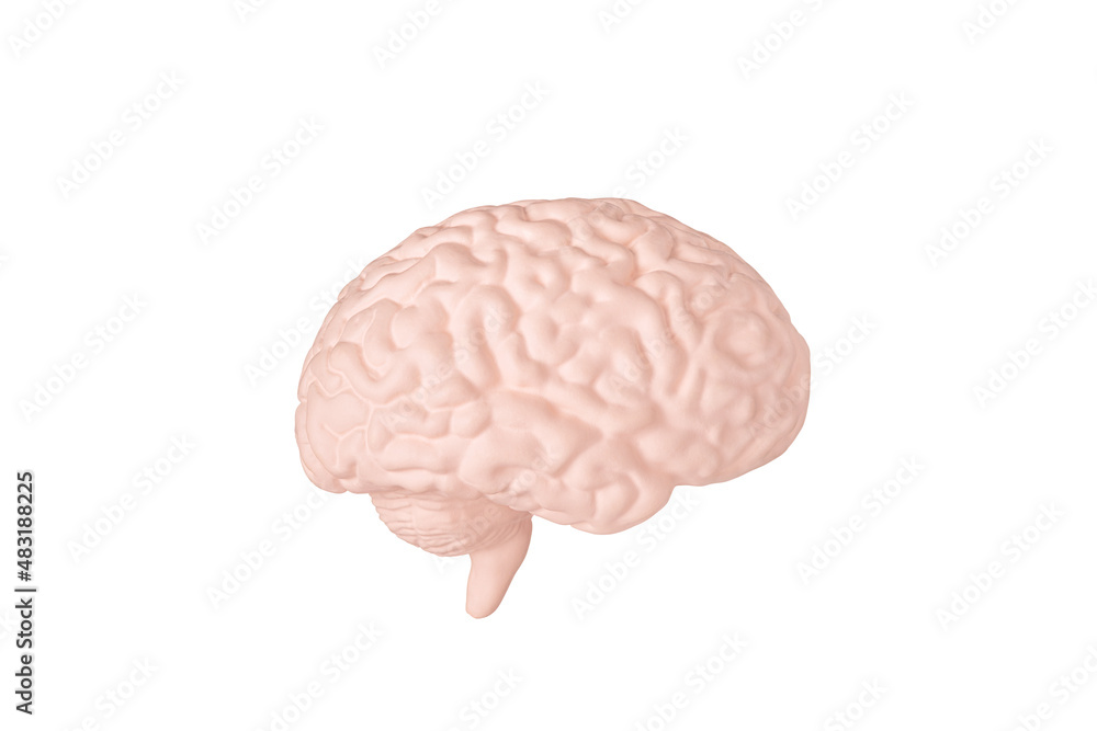 Human brain right hemisphere model isolated on white background close ...