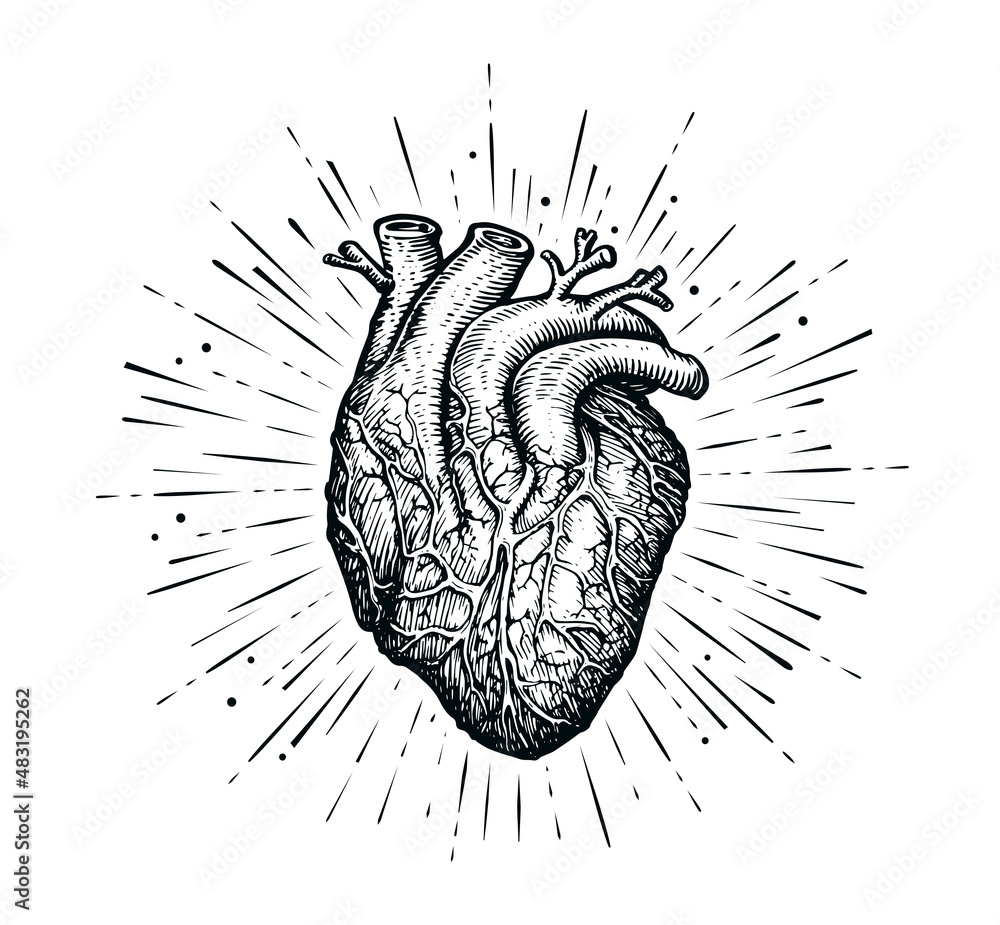 Anatomical human heart and rays. Hand drawn sketch in vintage engraving ...