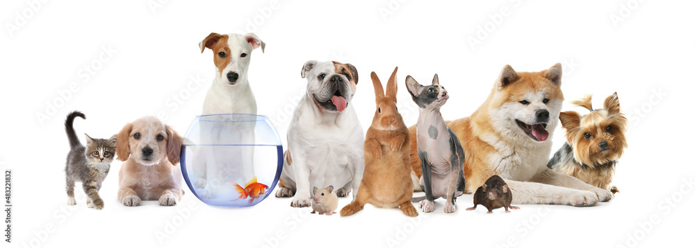 Poster Group of cute pets on white background. Banner design – Wall Art ...