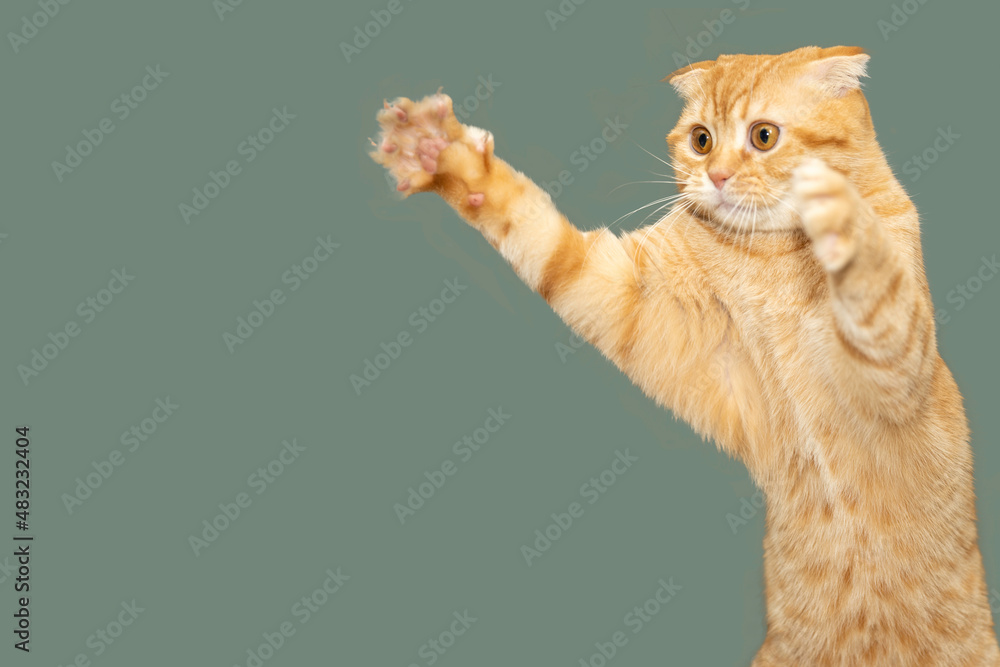 Cat Raising Hand