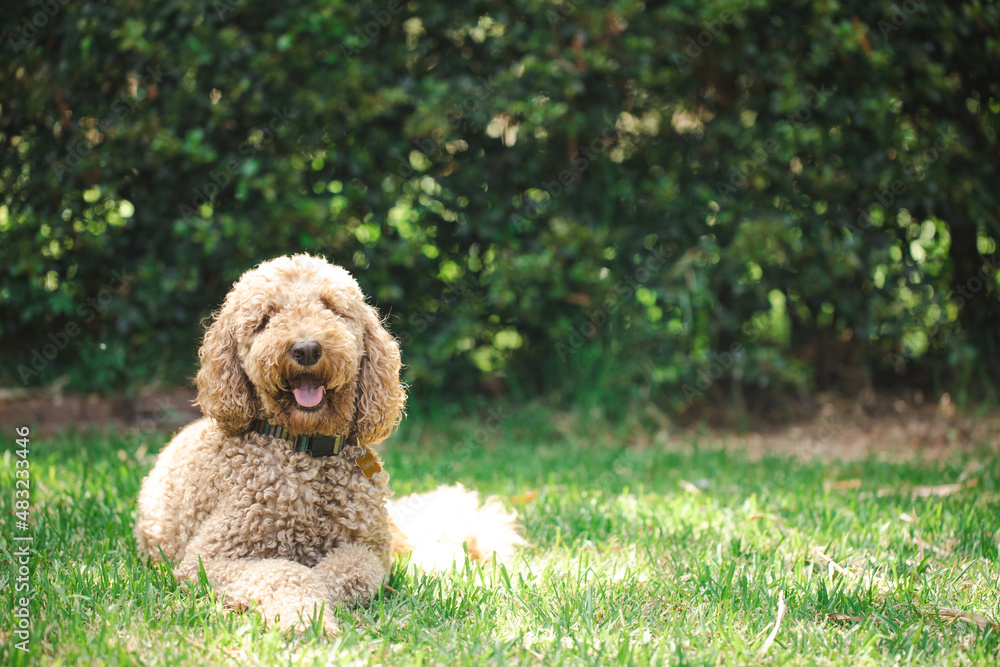 Relaxed Groodle mixed-breed dog, also known as Golden Doodle (Poodle ...