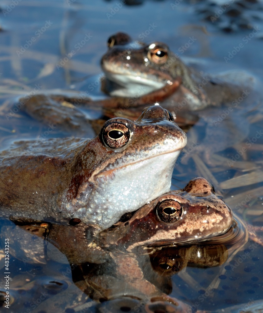 Copulation of The common frog (Rana temporaria) mating, also known as ...
