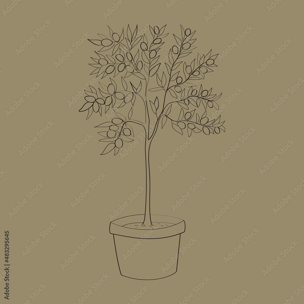 Line art of olive tree in pot. Vector illustration. Stock Vector ...