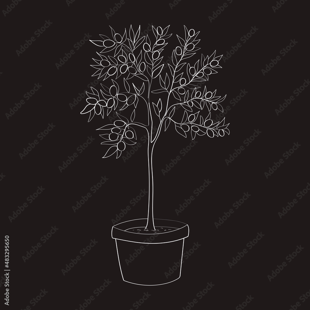 Line art of olive tree in pot. Vector illustration. Stock Vector ...