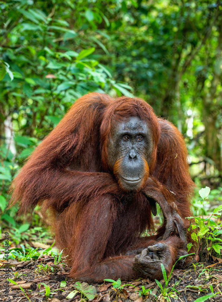 A close up portrait of the Bornean orangutan (Pongo pygmaeus). Wild ...