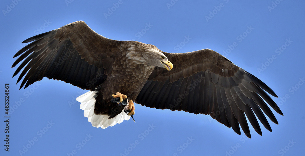 Adult White-tailed eagle in flight. Blue sky background. Scientific ...