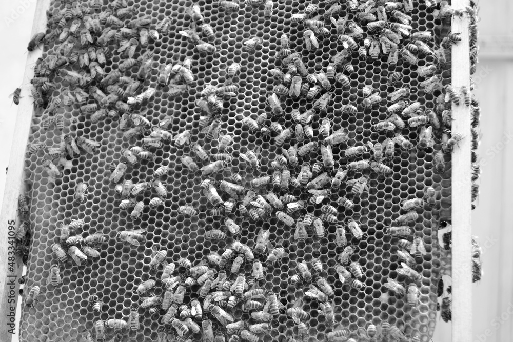 Abstract hexagon structure is honeycomb from bee hive Stock Photo ...