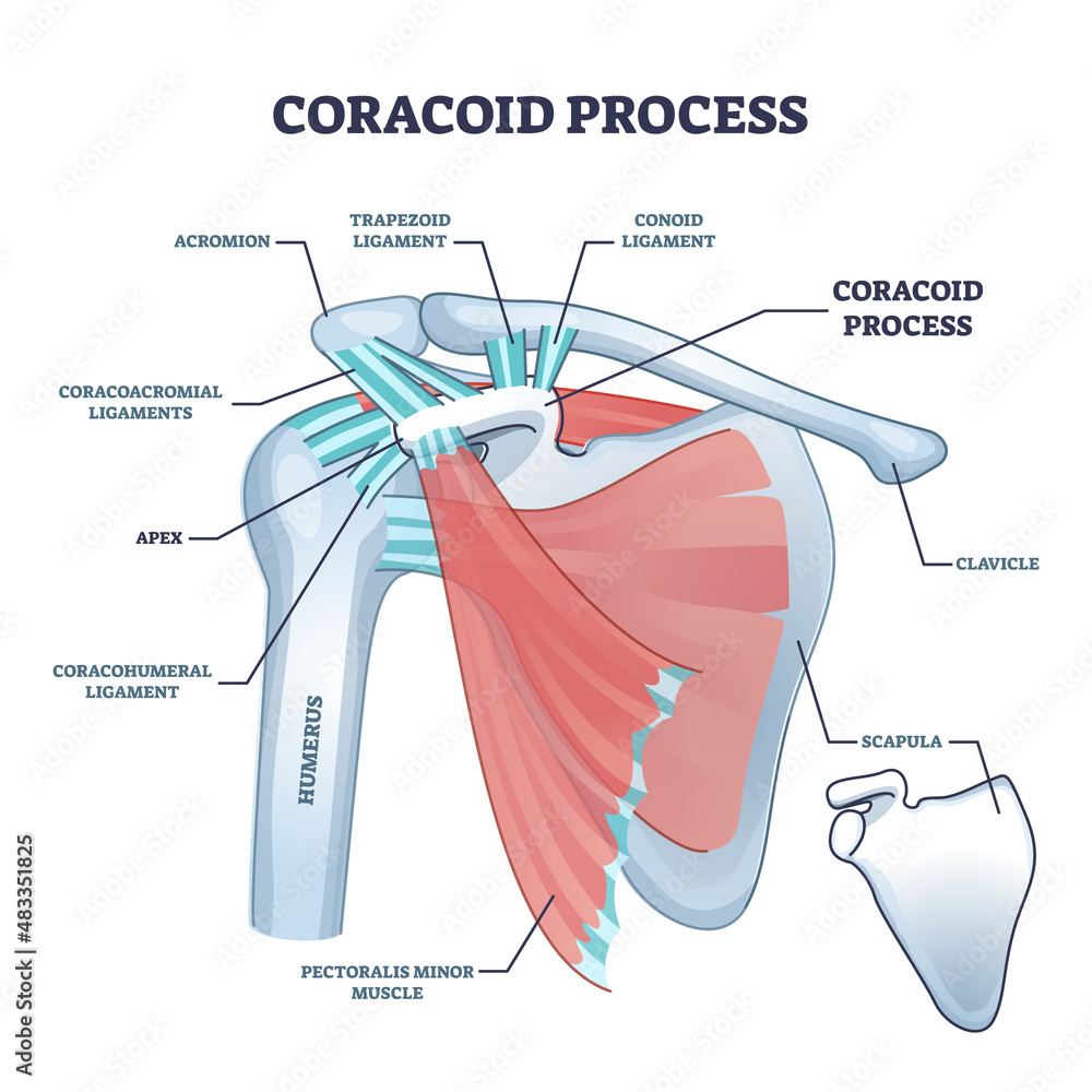 Póster Coracoid process with anatomical osseous skeletal structure ...