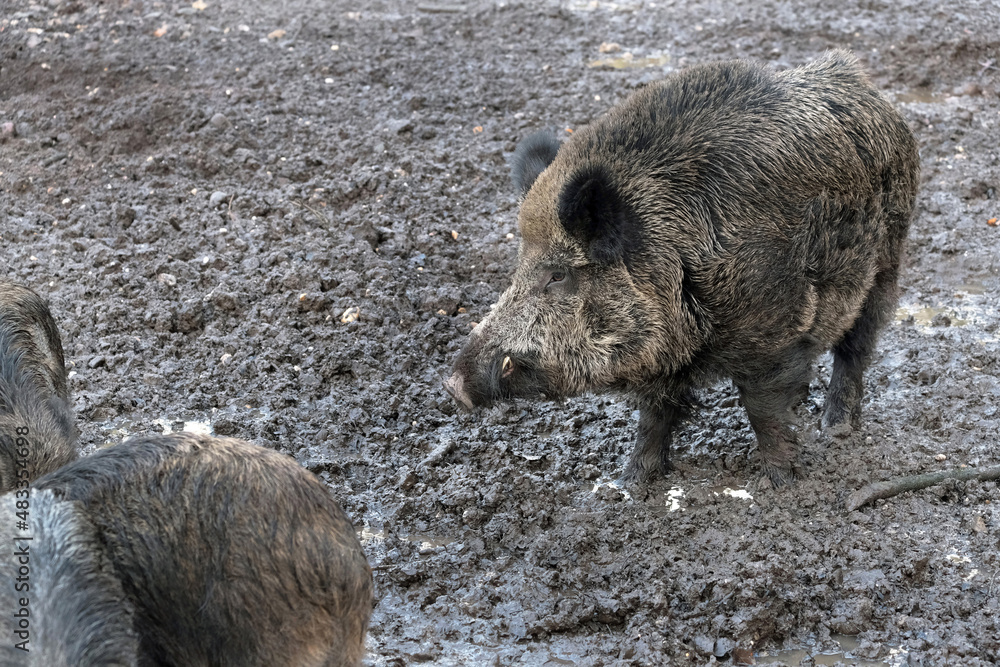 Open wild boar enclosure in the wild animal enclosure Krefeld Huelser ...